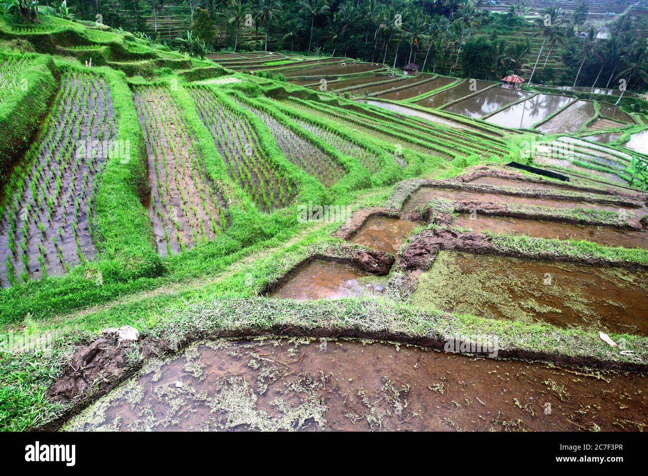 Horizontal shot of rice paddy in Bali, Indonesia during daytime Stock ...