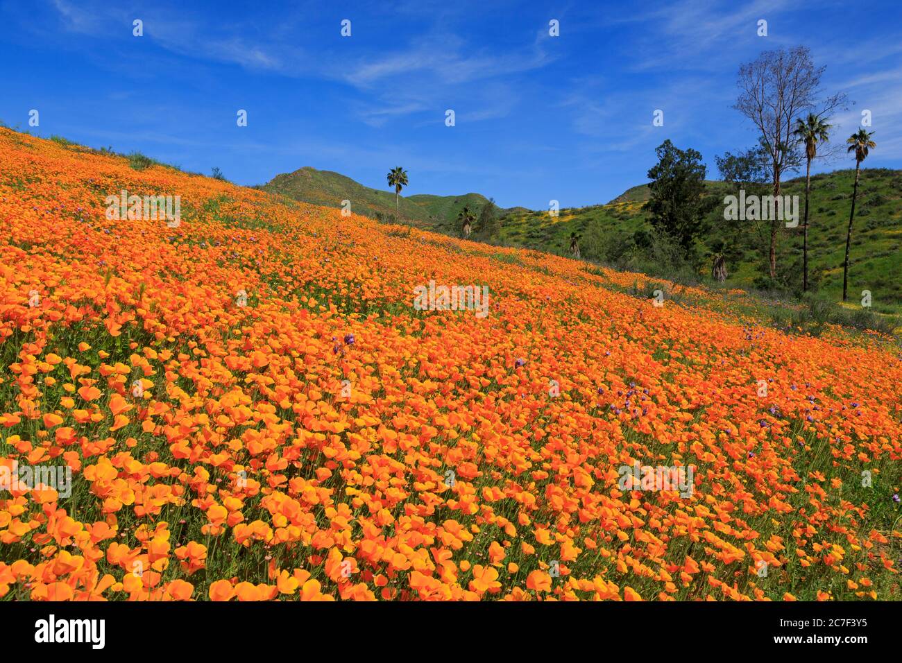 Poppies, Walker Canyon, Lake Elsinore, Riverside County, California ...