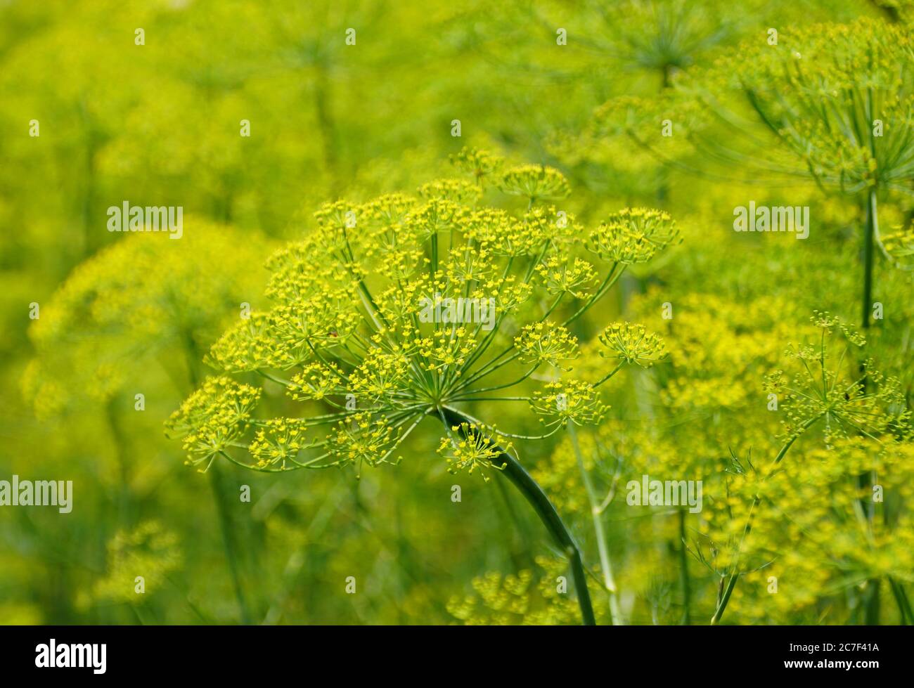 A bunch of yellow dill flowers under the sun Stock Photo - Alamy