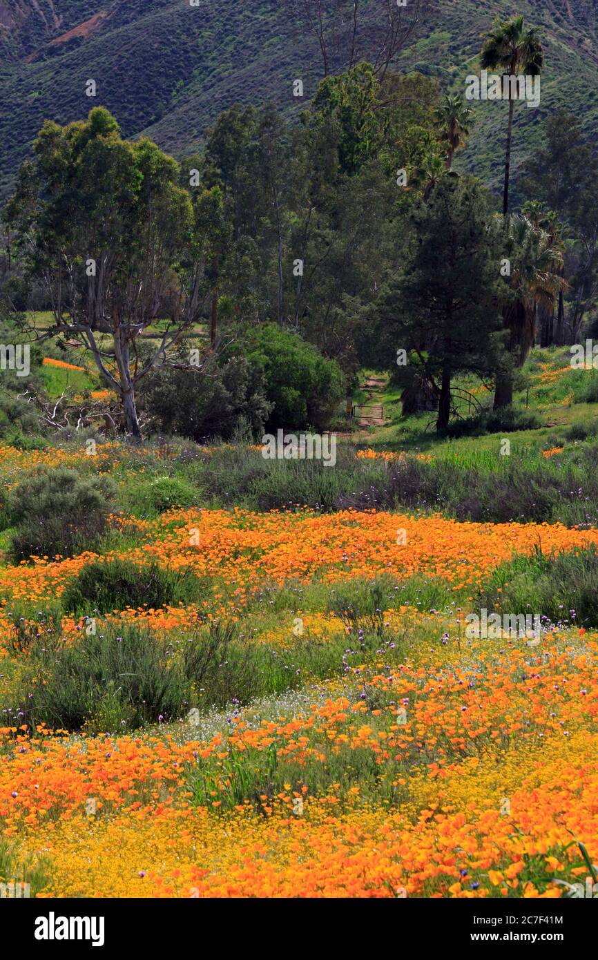Poppies, Walker Canyon, Lake Elsinore, Riverside County, California ...