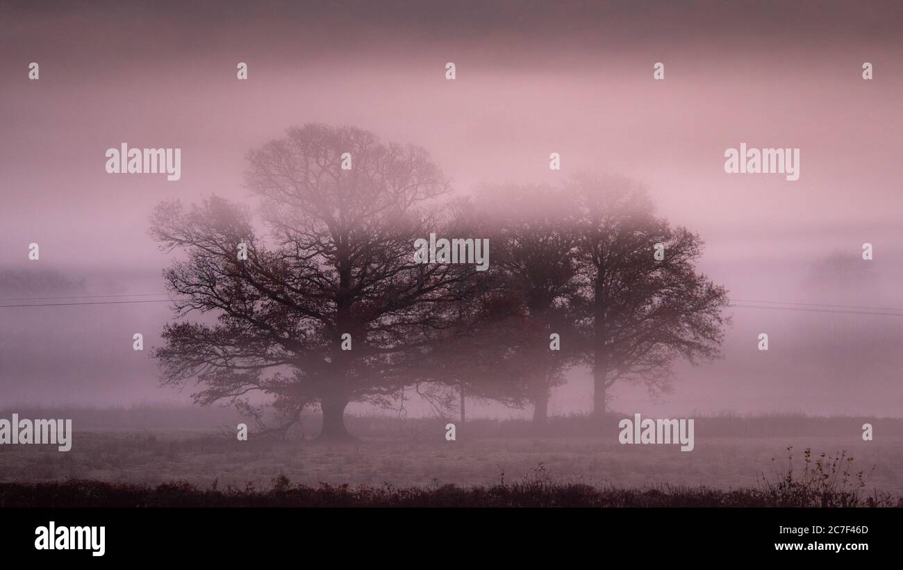 Grassy field with trees in a fog - horror mystery concept Stock Photo ...