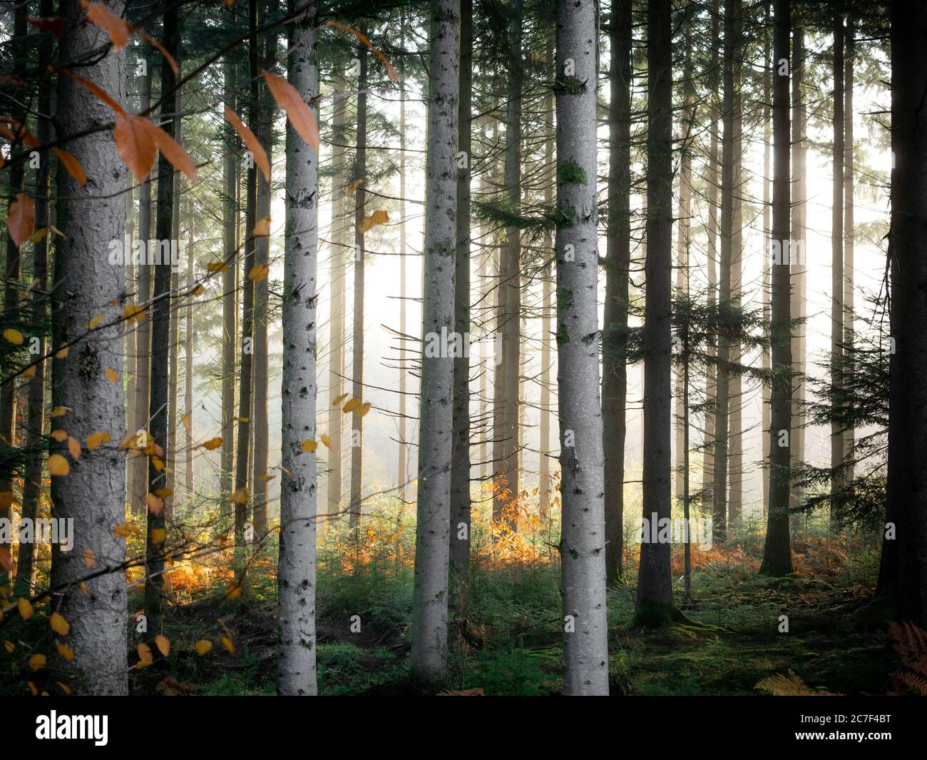 Beautiful shot of a forest with a foggy background at daytime Stock ...