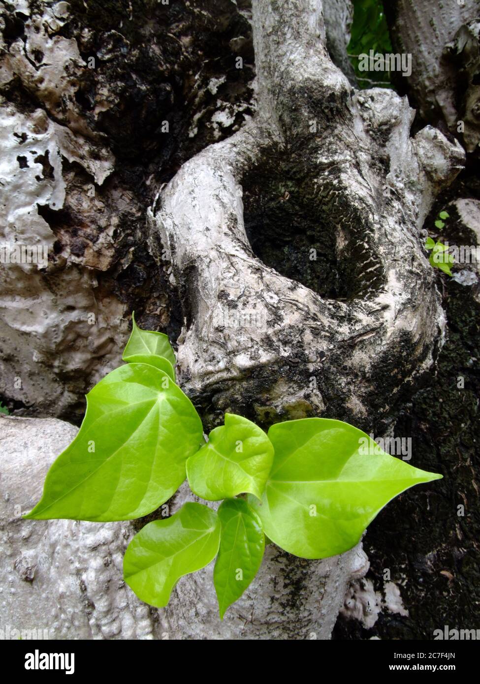 New green leaf on hi-res stock photography and images - Alamy