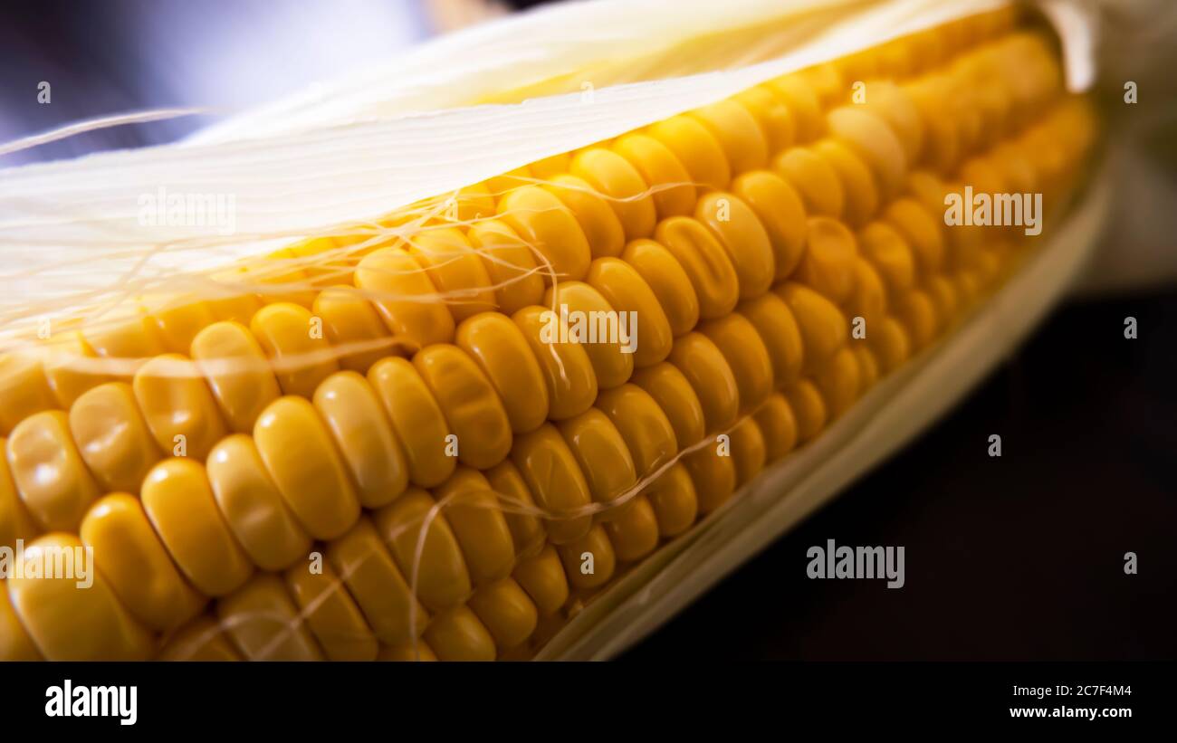 a closeup shot of raw maize corns & leaves on dark background Stock ...