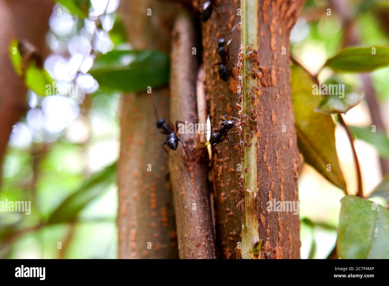a view shot of black ants on tree trunk searching for little insects ...