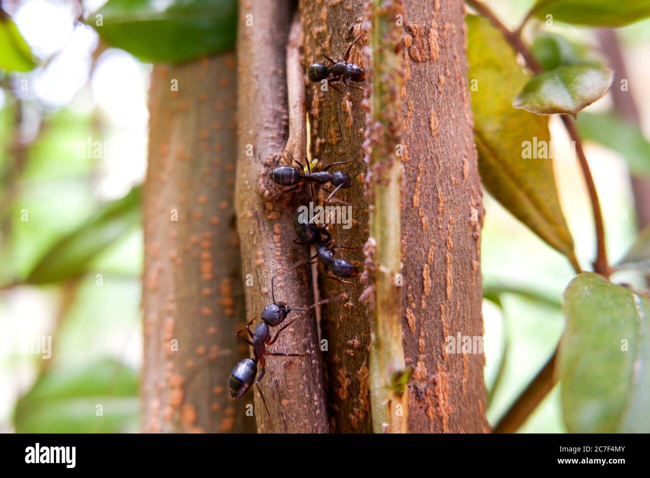 Worker black ants leaf hi-res stock photography and images - Alamy