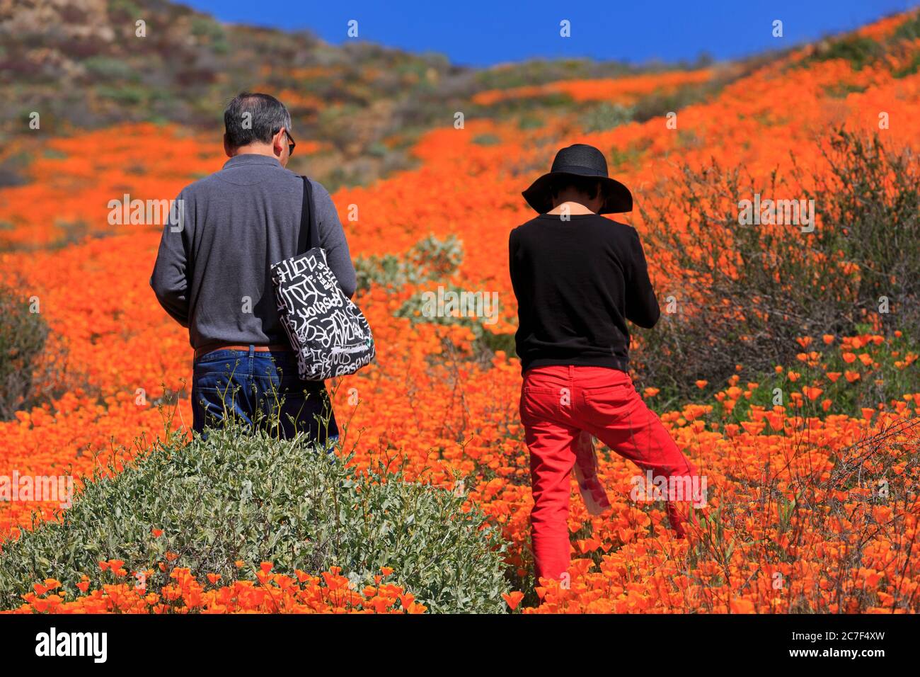Poppy flowers, Walker Canyon Conservation Area,Lake Elsinore, Riverside ...