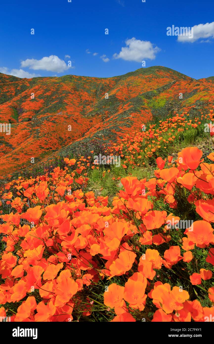 Poppy flowers, Walker Canyon Conservation Area, Lake Elsinore ...