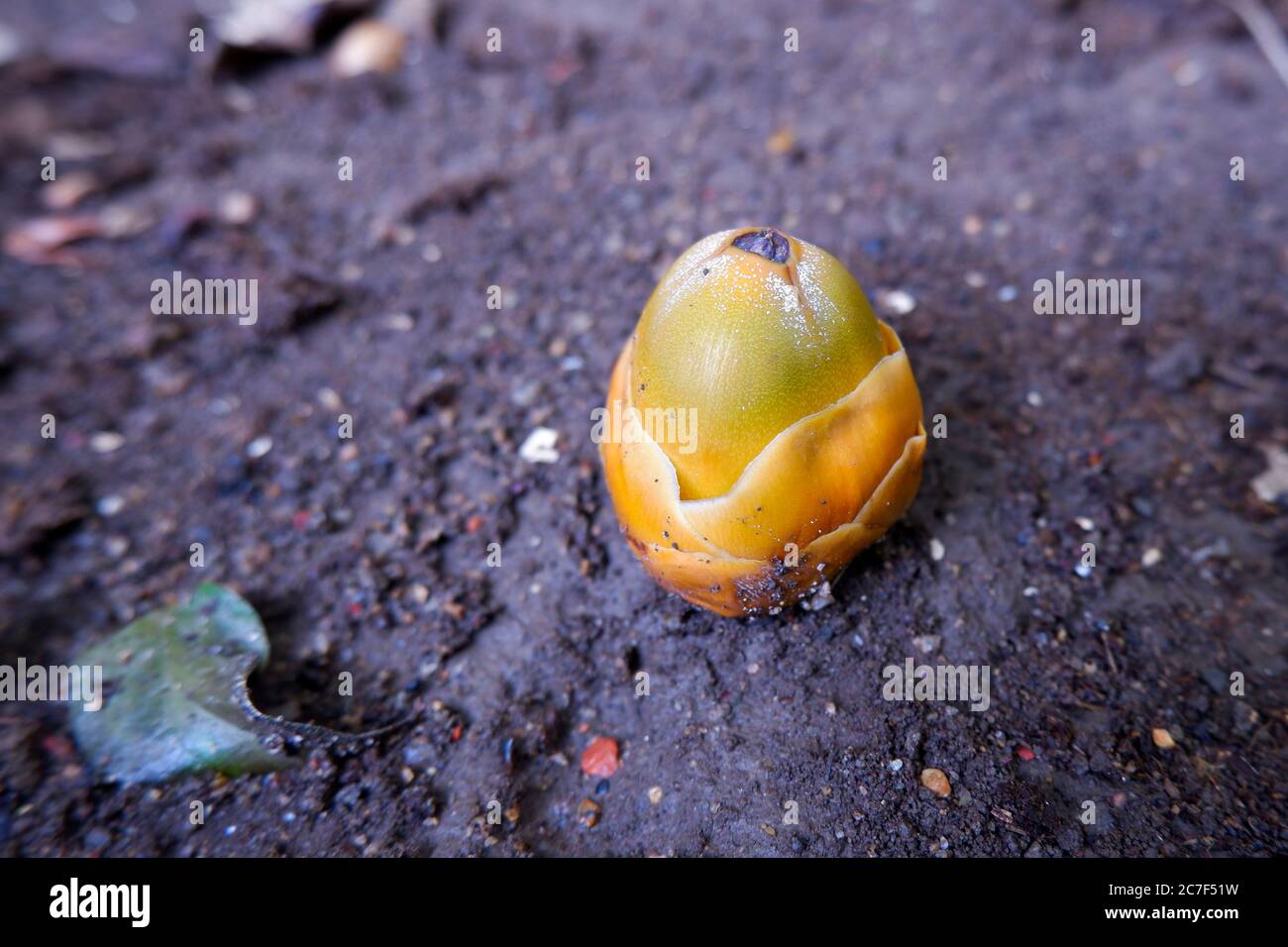 Baby coconut tree hi-res stock photography and images - Alamy