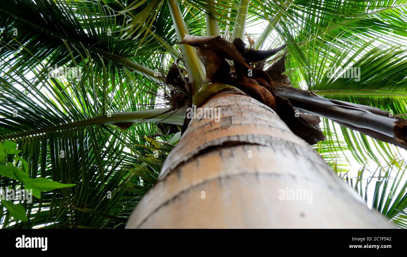 Coconut tree trunk hi-res stock photography and images - Alamy