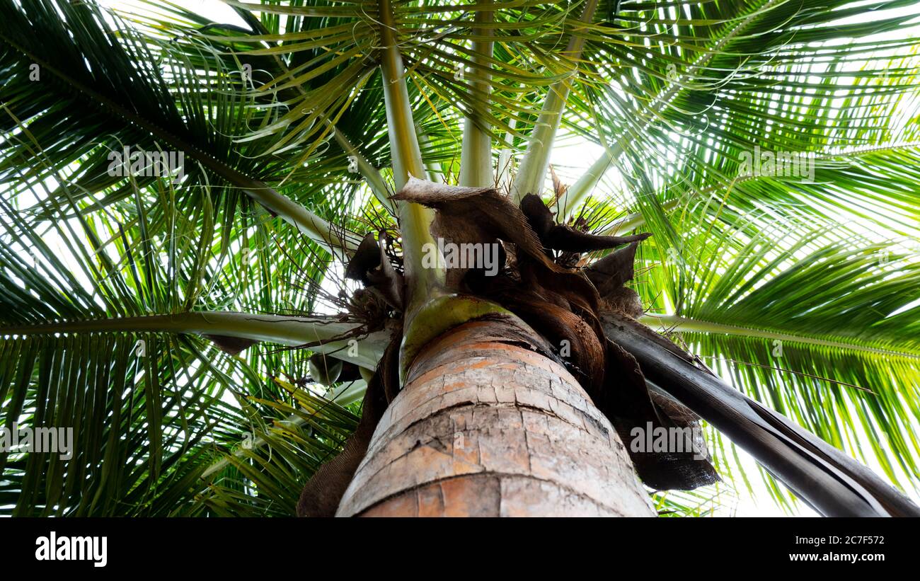 Coconut tree trunk hi-res stock photography and images - Alamy