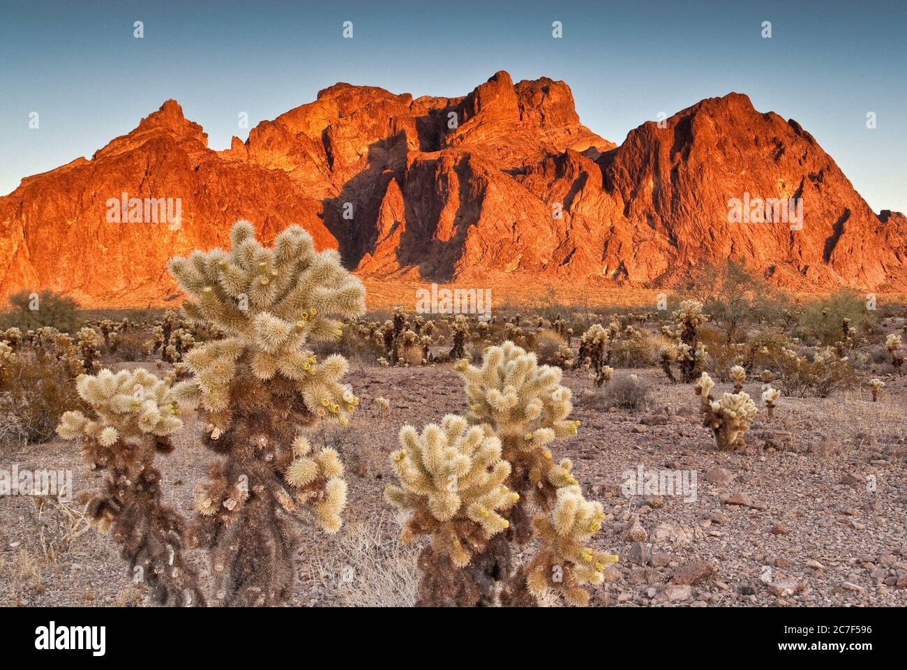 Kofa Mountains in Sonoran Desert, teddybear cholla in foreground, Palm ...
