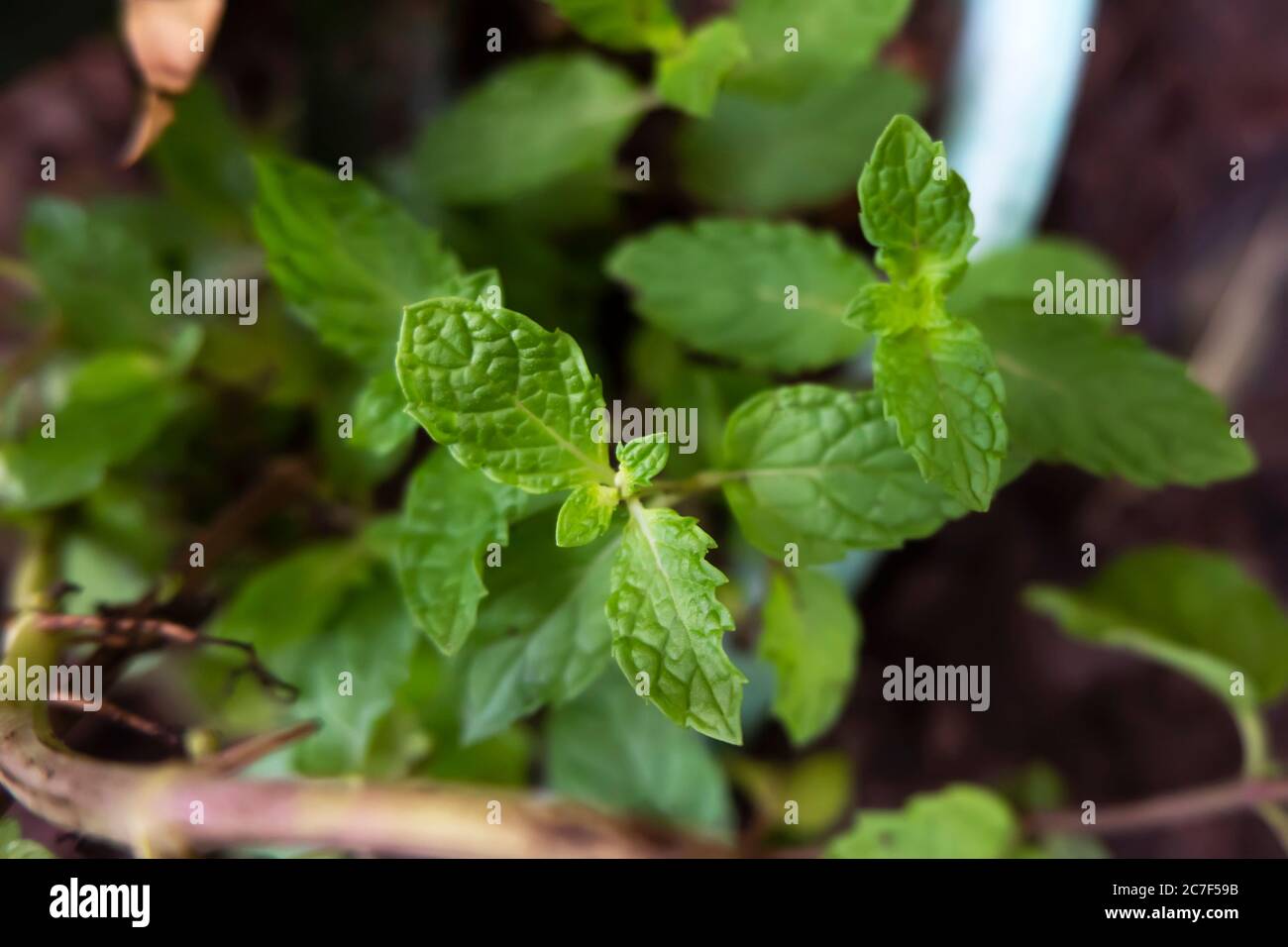 Mint herb plant hi-res stock photography and images - Alamy