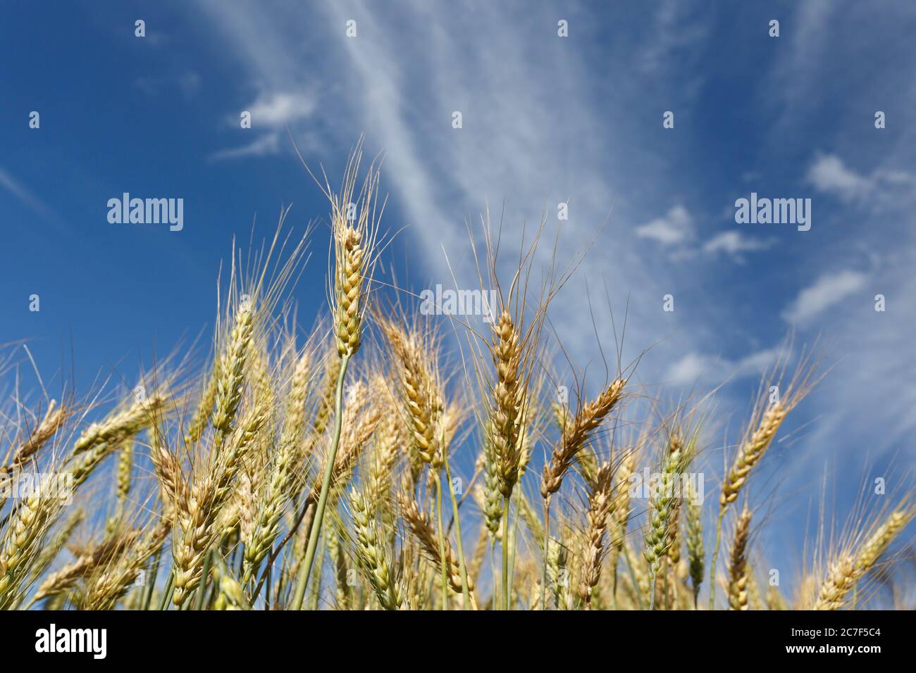 Beautiful wheat field sky hi-res stock photography and images - Alamy