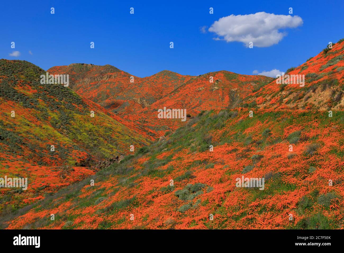 Poppy flowers, Walker Canyon Conservation Area, Lake Elsinore ...