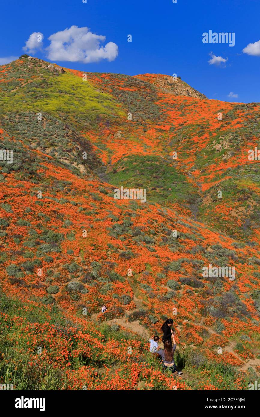 Poppy flowers, Walker Canyon Conservation Area, Lake Elsinore ...