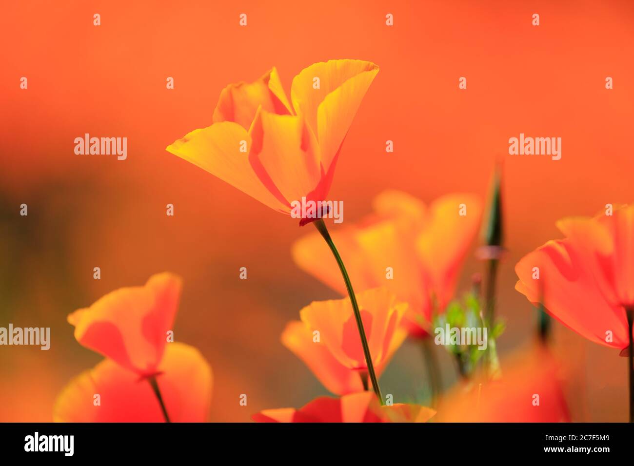 Poppy flowers, Walker Canyon Conservation Area, Lake Elsinore ...