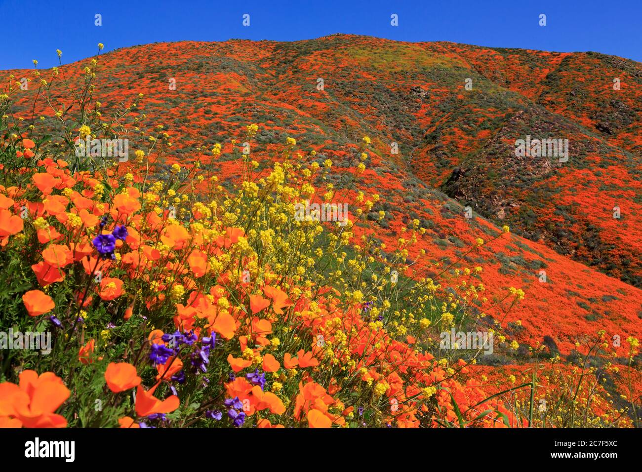 Poppy flowers, Walker Canyon Conservation Area, Lake Elsinore ...