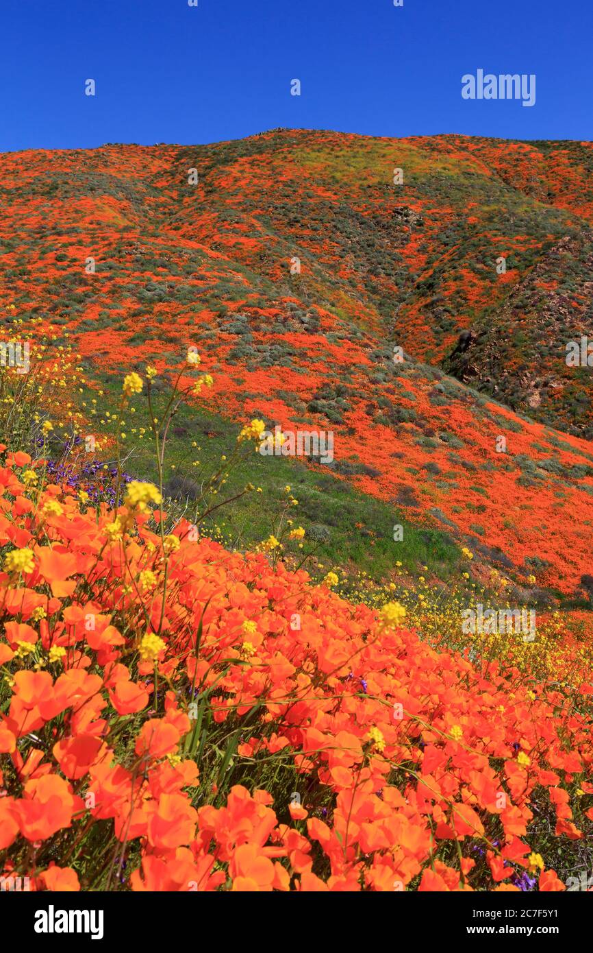 Poppy flowers, Walker Canyon Conservation Area, Lake Elsinore ...