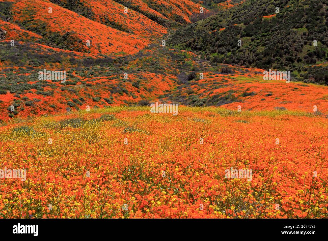 Poppy flowers, Walker Canyon Conservation Area, Lake Elsinore ...