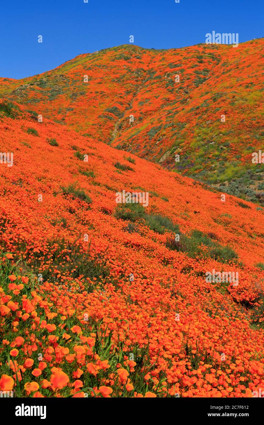 Poppy flowers, Walker Canyon Conservation Area, Lake Elsinore ...