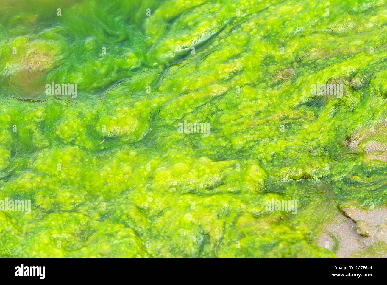 Green slime from algae in lake Stock Photo - Alamy