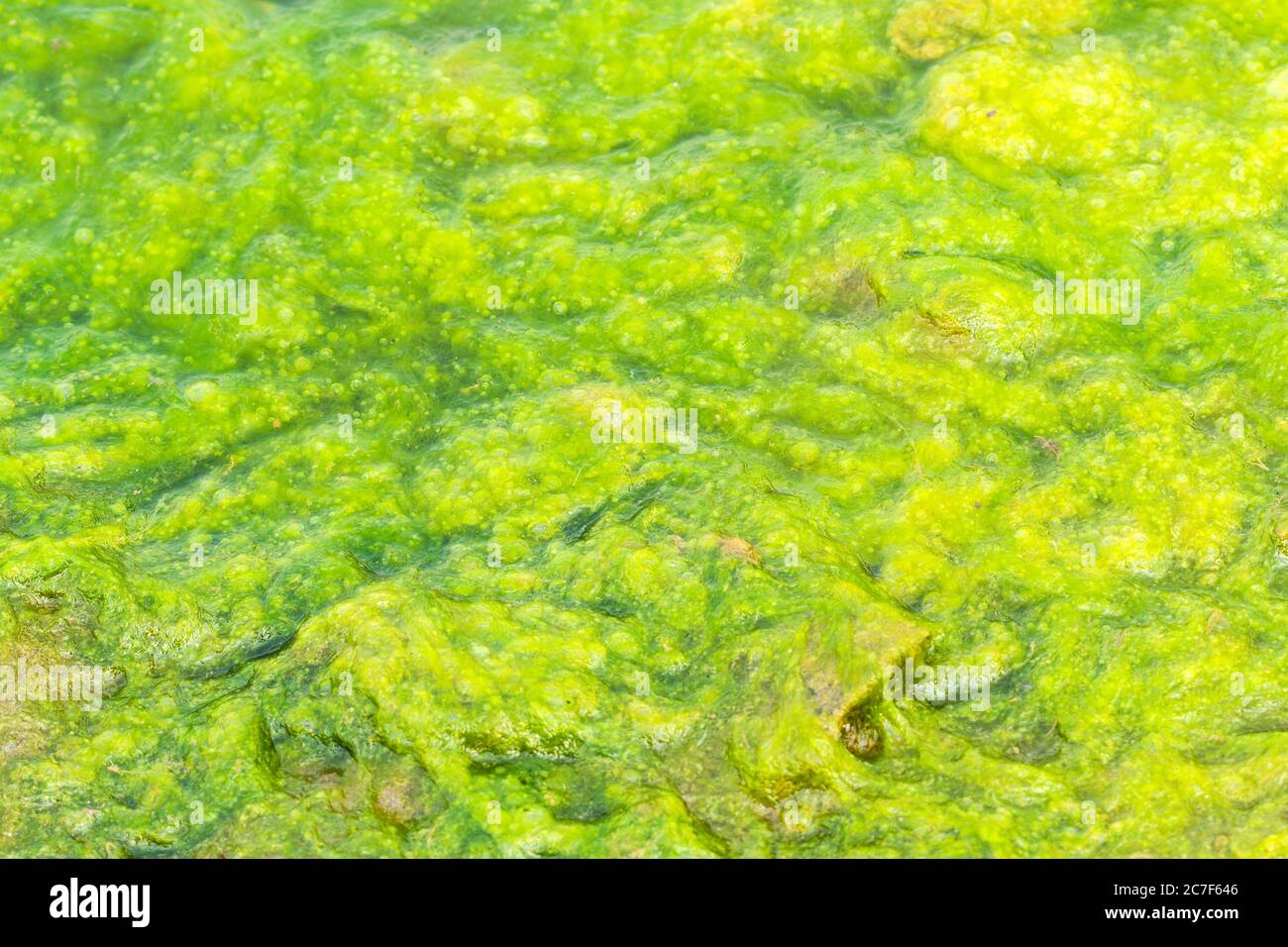 Green slime from algae in lake Stock Photo - Alamy