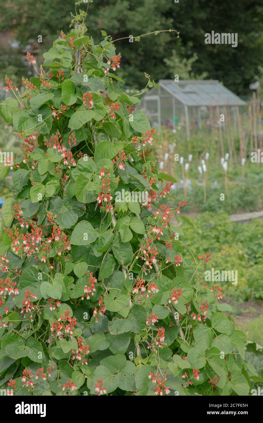 Runner beans plants and flowers seen climbing on bamboo support canes ...