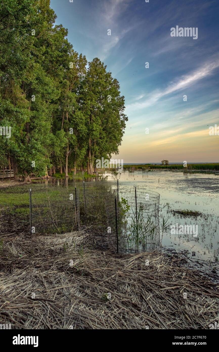 Vertical shot of a dirty pond under a cloudy sky with a forest on the ...