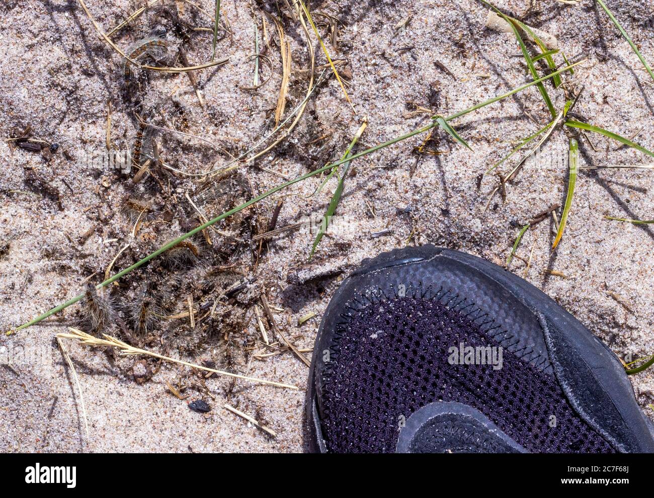 Shoe moth hi-res stock photography and images - Alamy