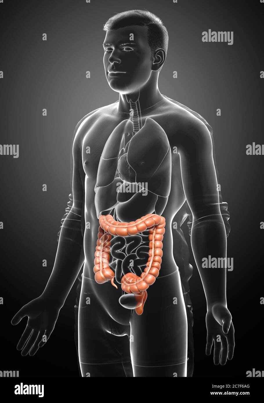 3d rendered, medically accurate illustration of male large intestine ...