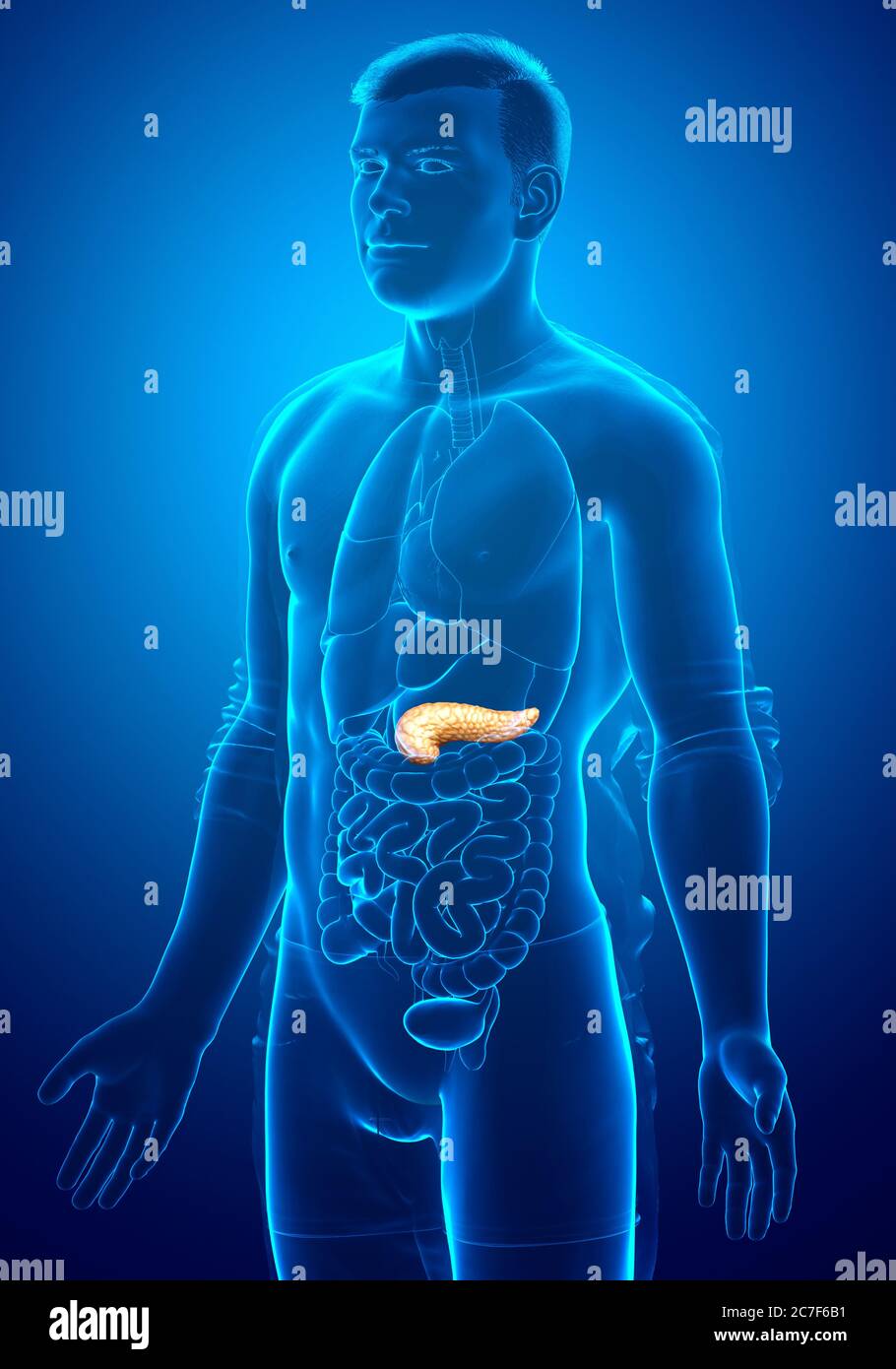 3d rendered, medically accurate illustration of a male pancreas Stock ...