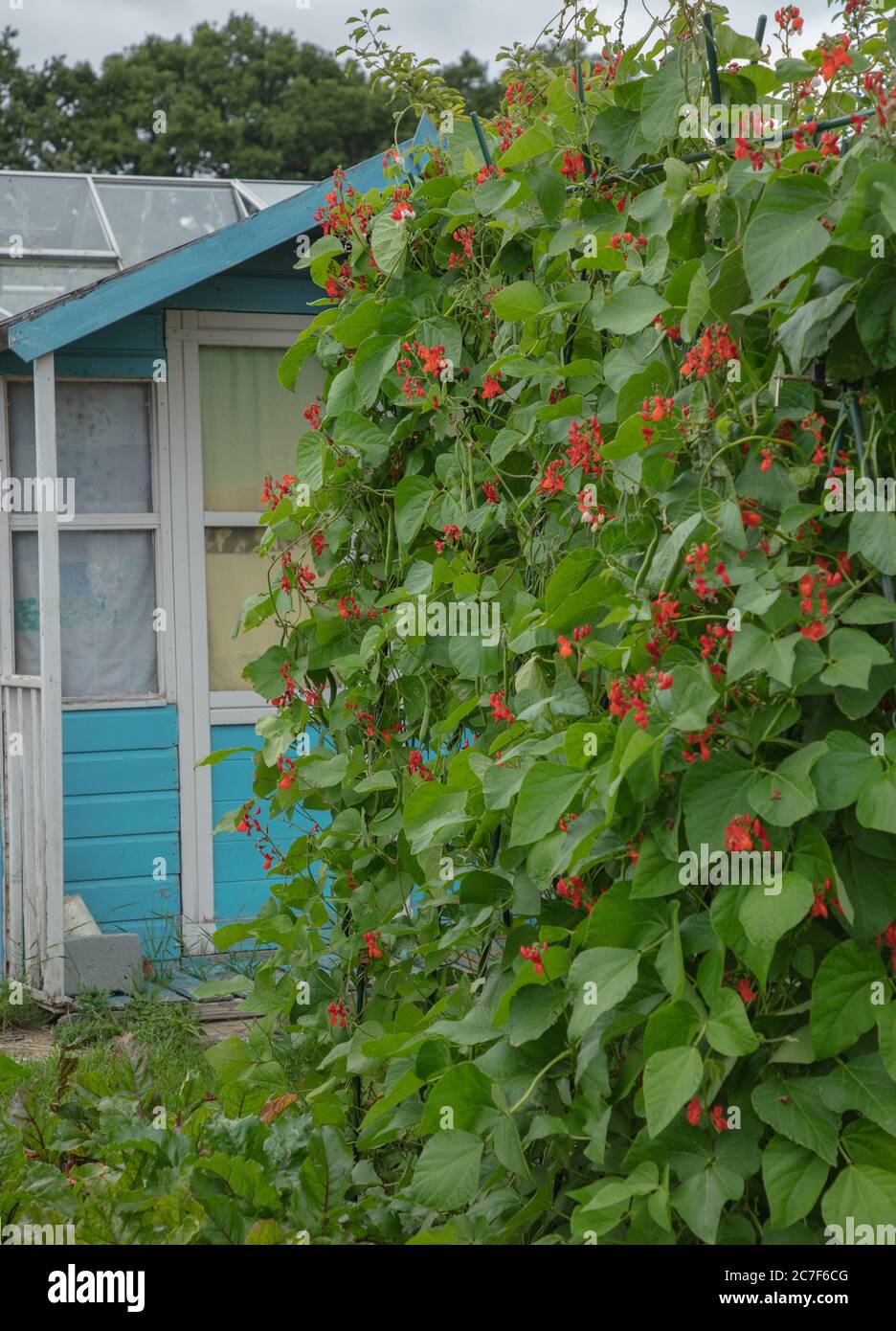 Runner beans plants and flowers seen climbing on bamboo support canes ...