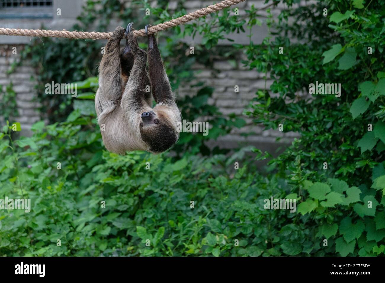 Three toed sloth illustration hi-res stock photography and images - Alamy