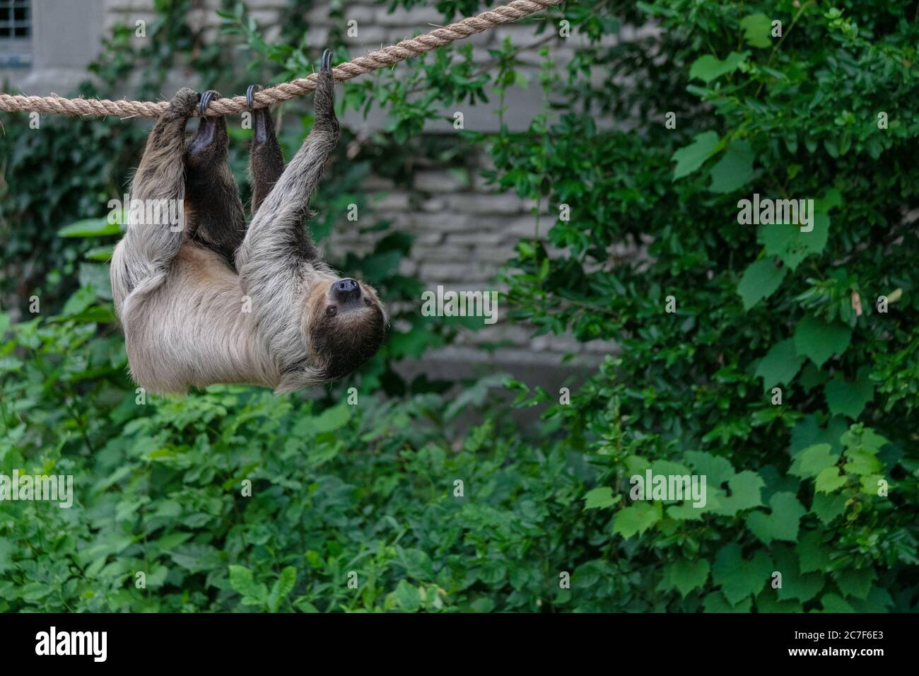 Three-toed sloth hanging on a rope surrounded by greenery in a forest ...