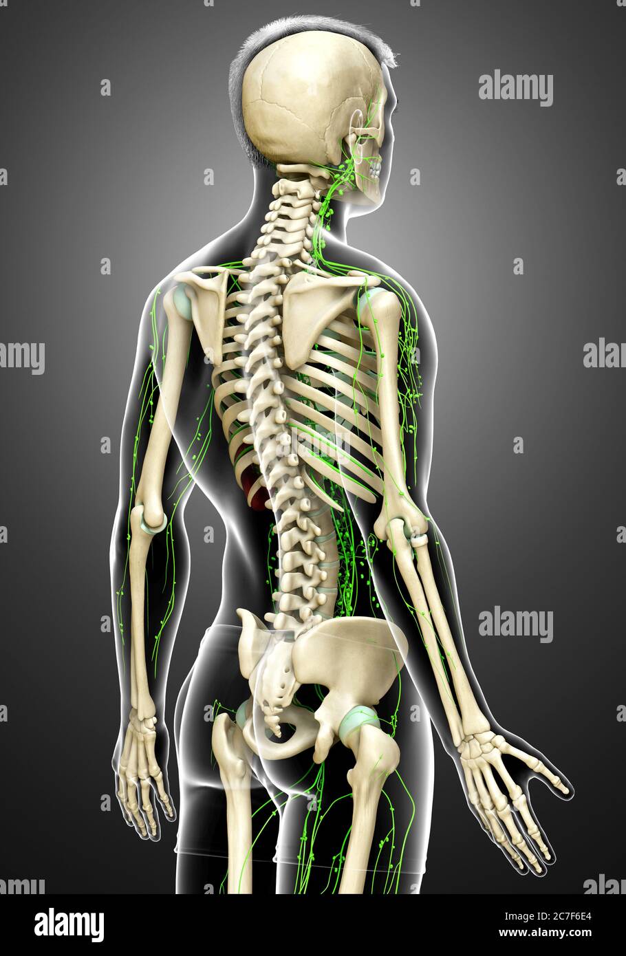3d rendered medically accurate illustration of a male lymphatic system ...