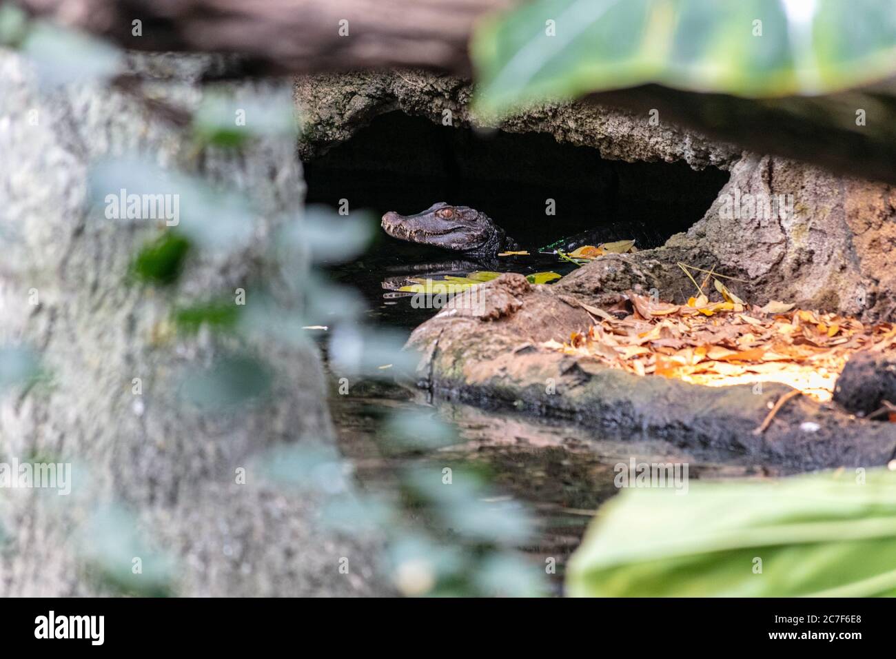 Alligator in a lake surrounded by tree branches rocks and leaves under ...
