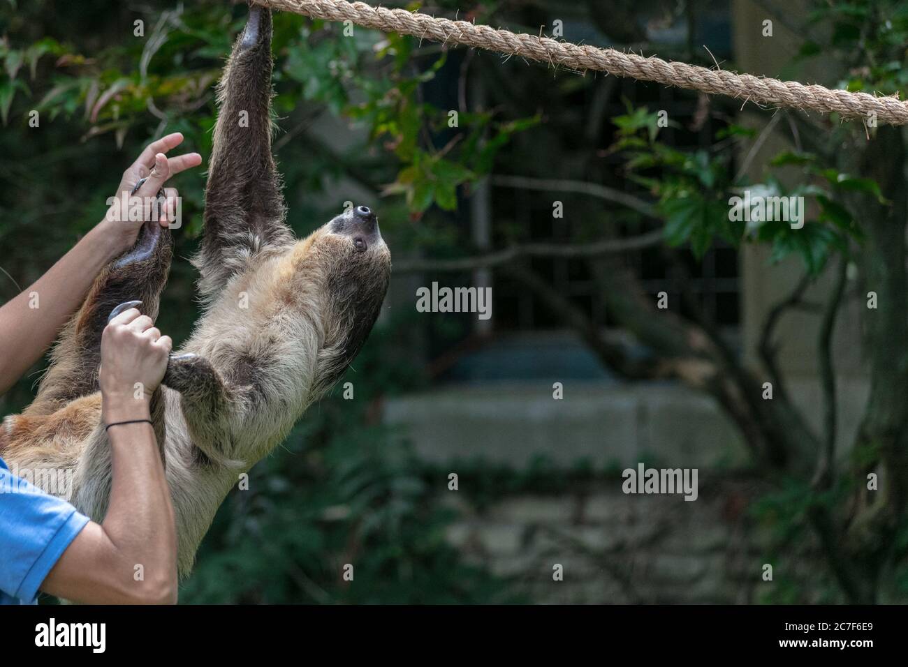 Holding sloth hand hi-res stock photography and images - Alamy