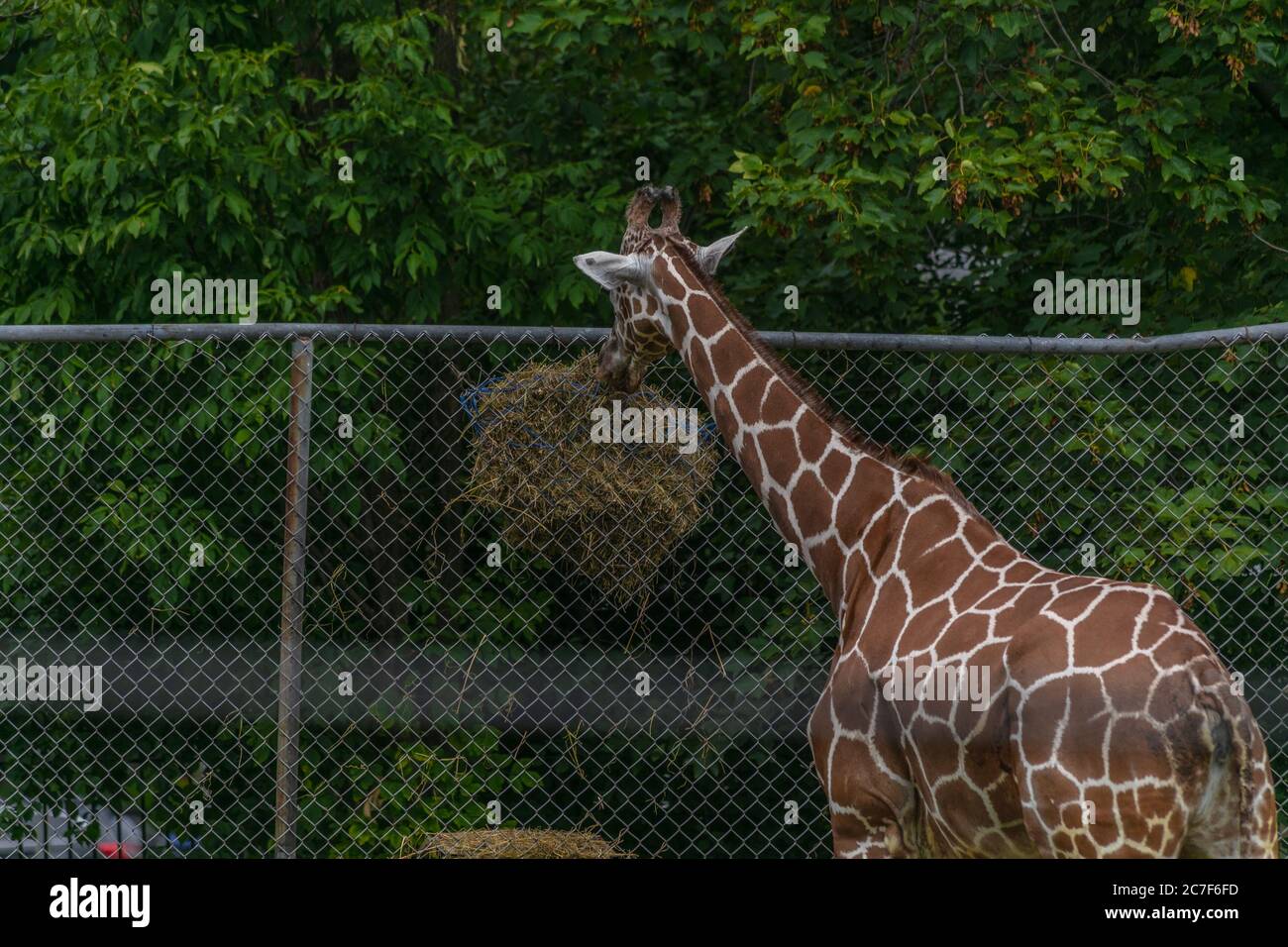 Giraffe standing on a field surrounded by greenery and metallic fences ...