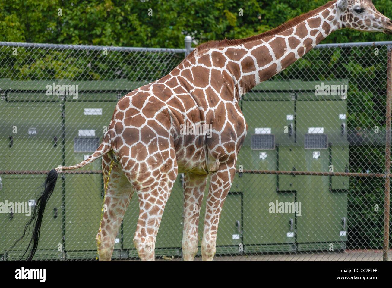 Giraffe standing on a field surrounded by greenery and metallic fences ...