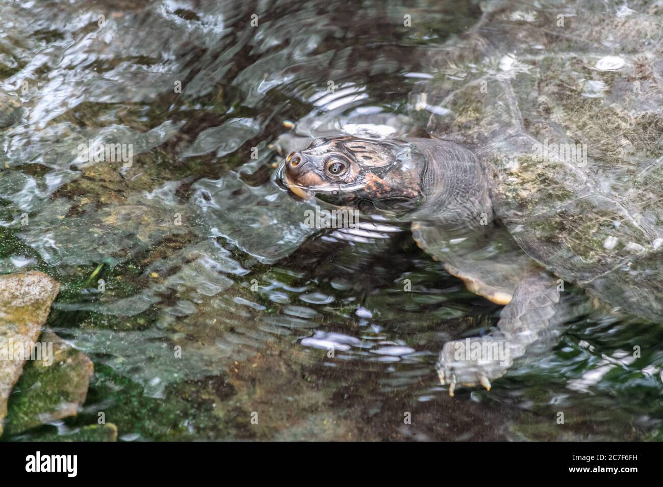Common snapping turtle in a lake surrounded by rocks and leaves under ...