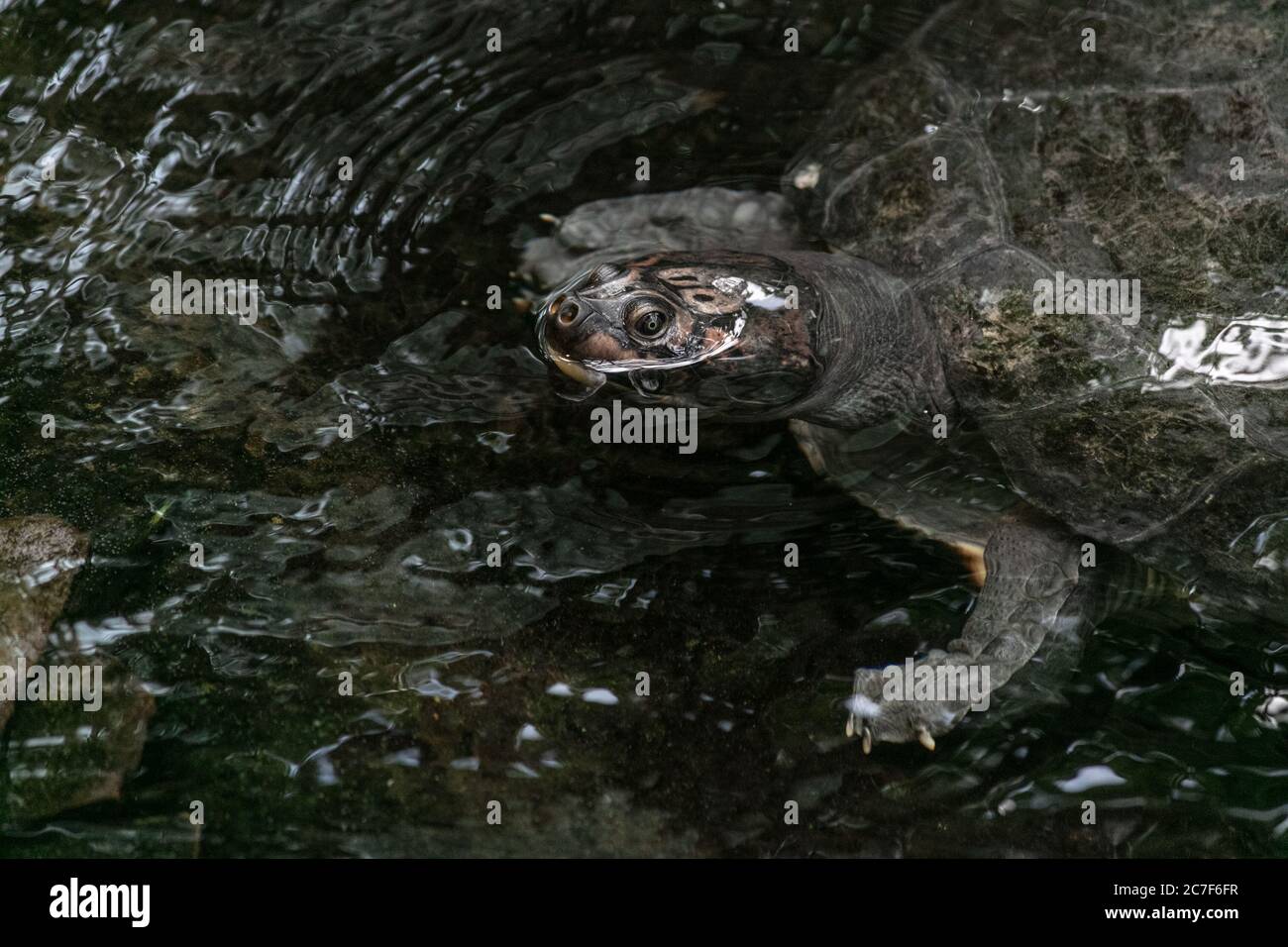 Common snapping turtle in a lake surrounded by rocks and leaves under ...