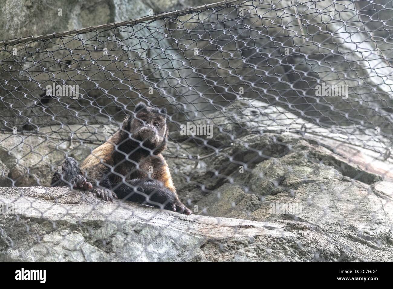 Monkey surrounded by rocks behind the chain-link fences in a zoo Stock ...