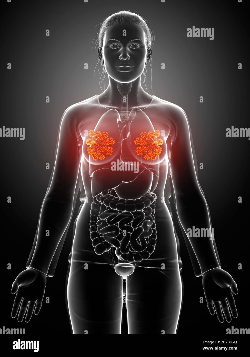 3d Illustration of Female breast and mammary gland anatomy Stock Photo - Alamy