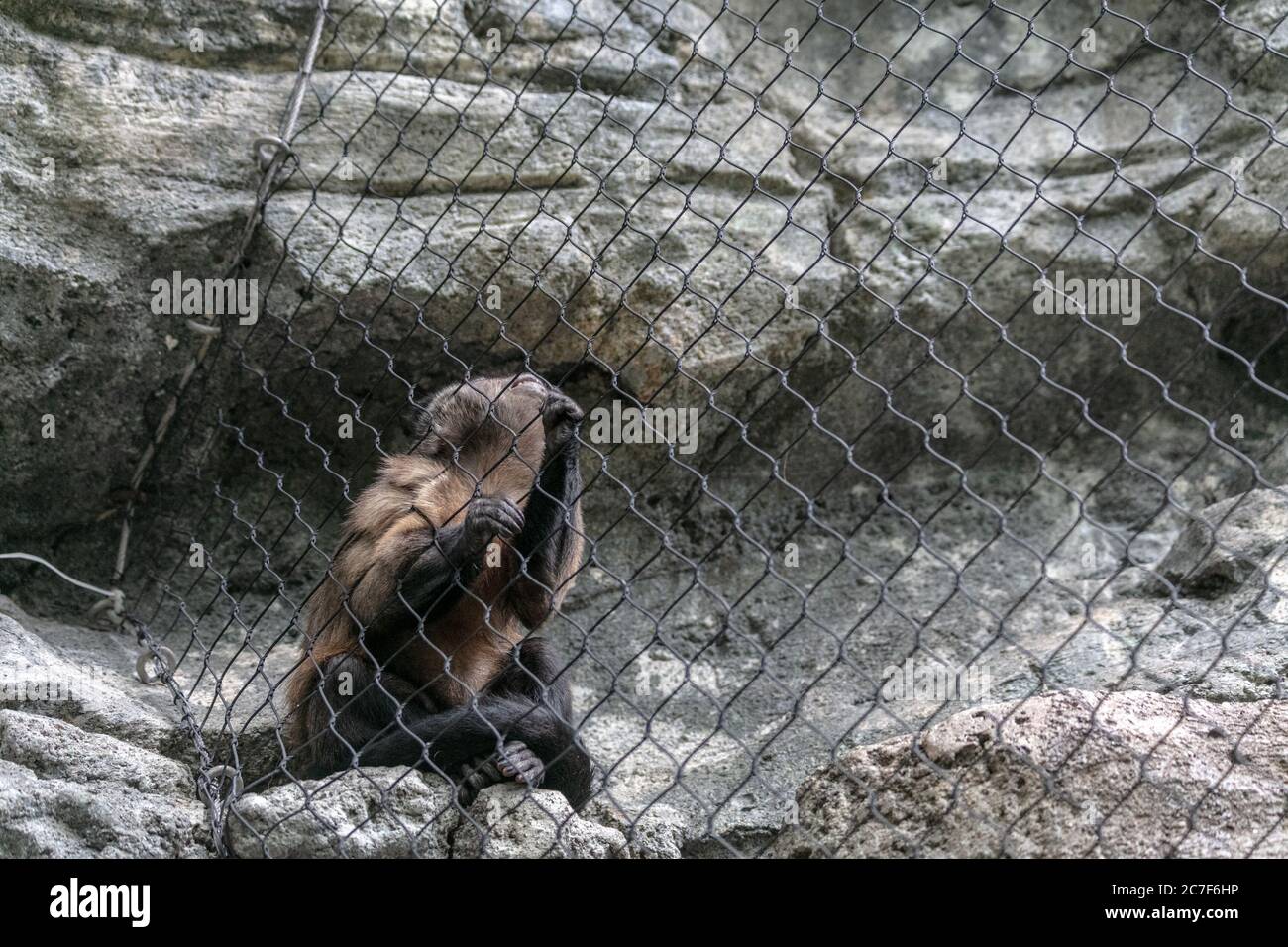 Monkey behind the chain-link fences surrounded by rocks under sunlight ...