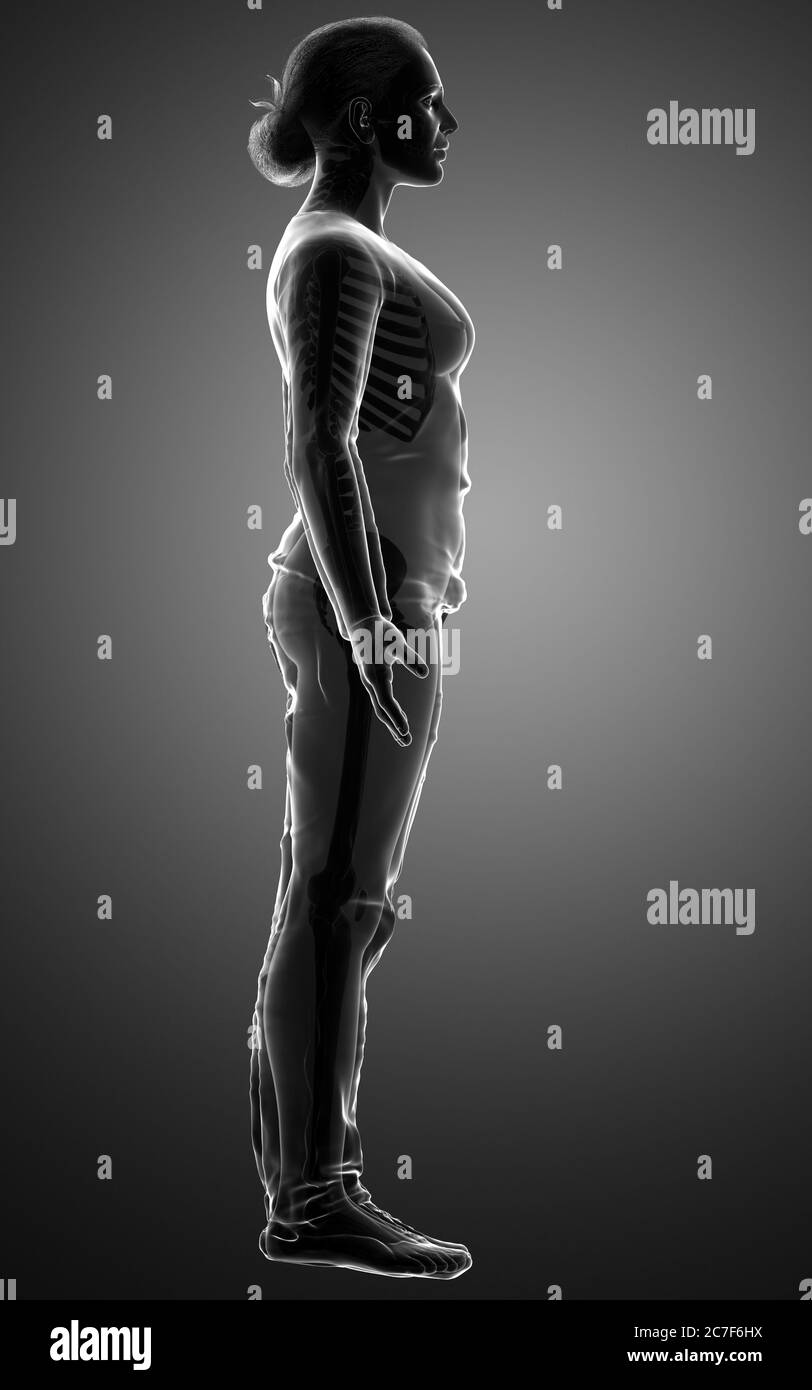 3d rendered illustration of the female body Stock Photo - Alamy