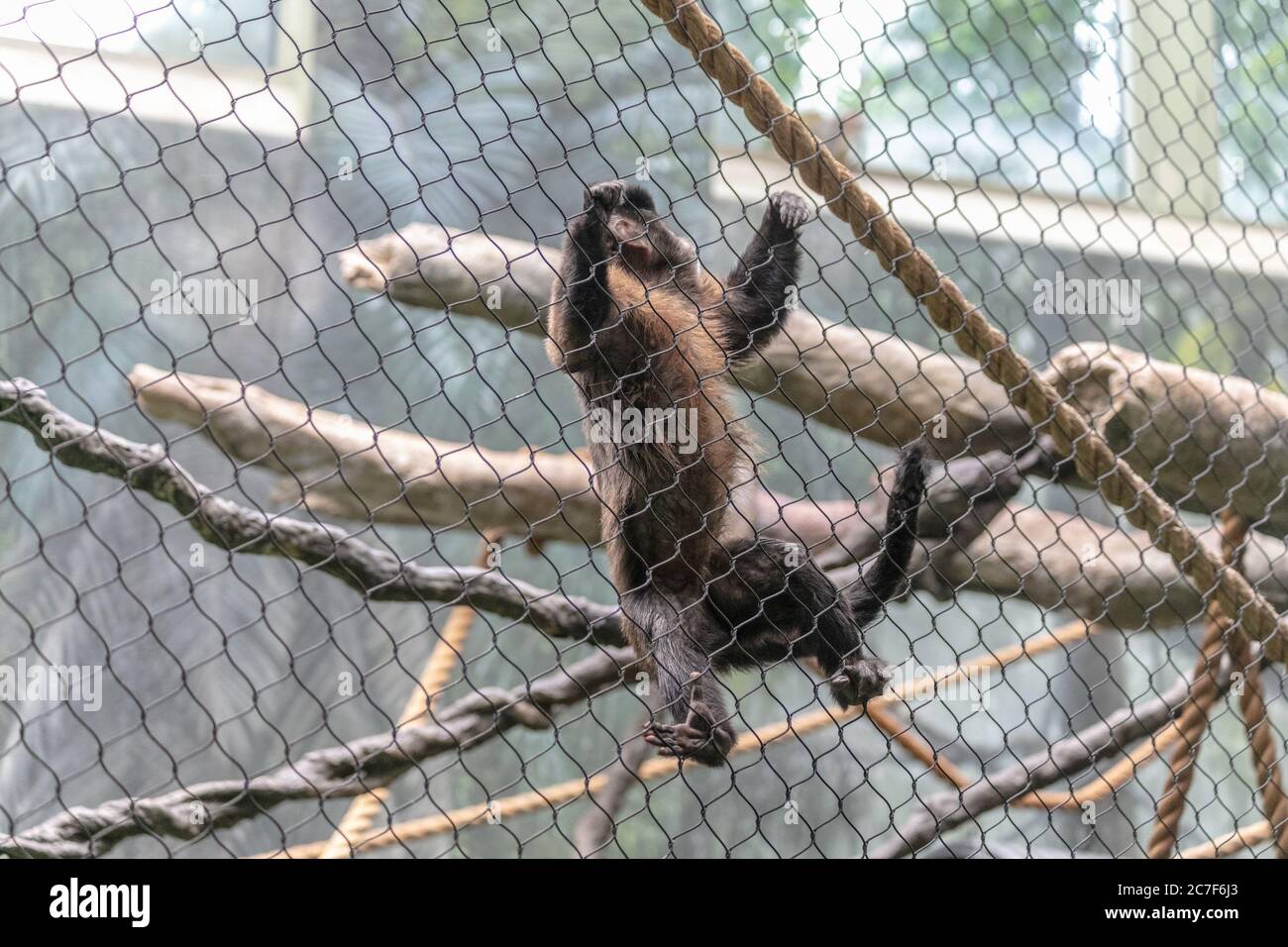 Monkey on chain-link fences surrounded by tree branches and greenery in ...