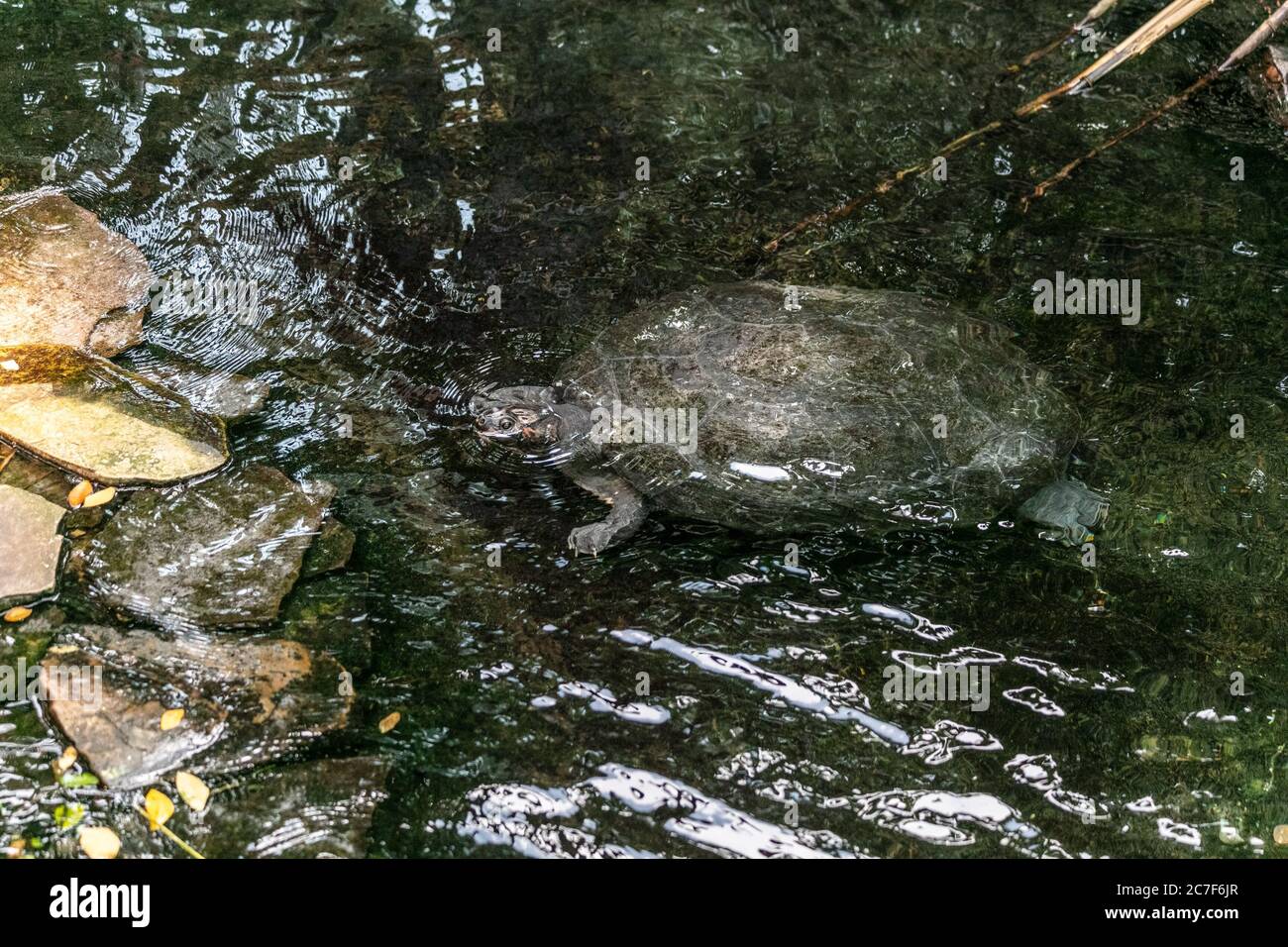 Common snapping turtle in a lake surrounded by rocks and leaves under ...