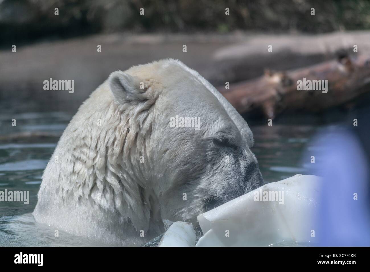 Polar bear in a lake surrounded by tree branches and greenery in a zoo ...