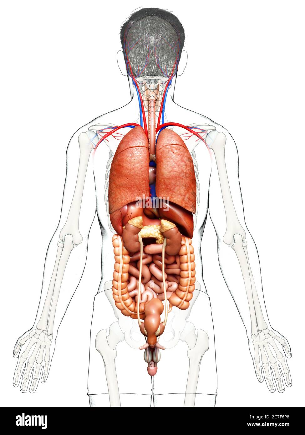 3d rendered medically accurate illustration of male Internal organs ...